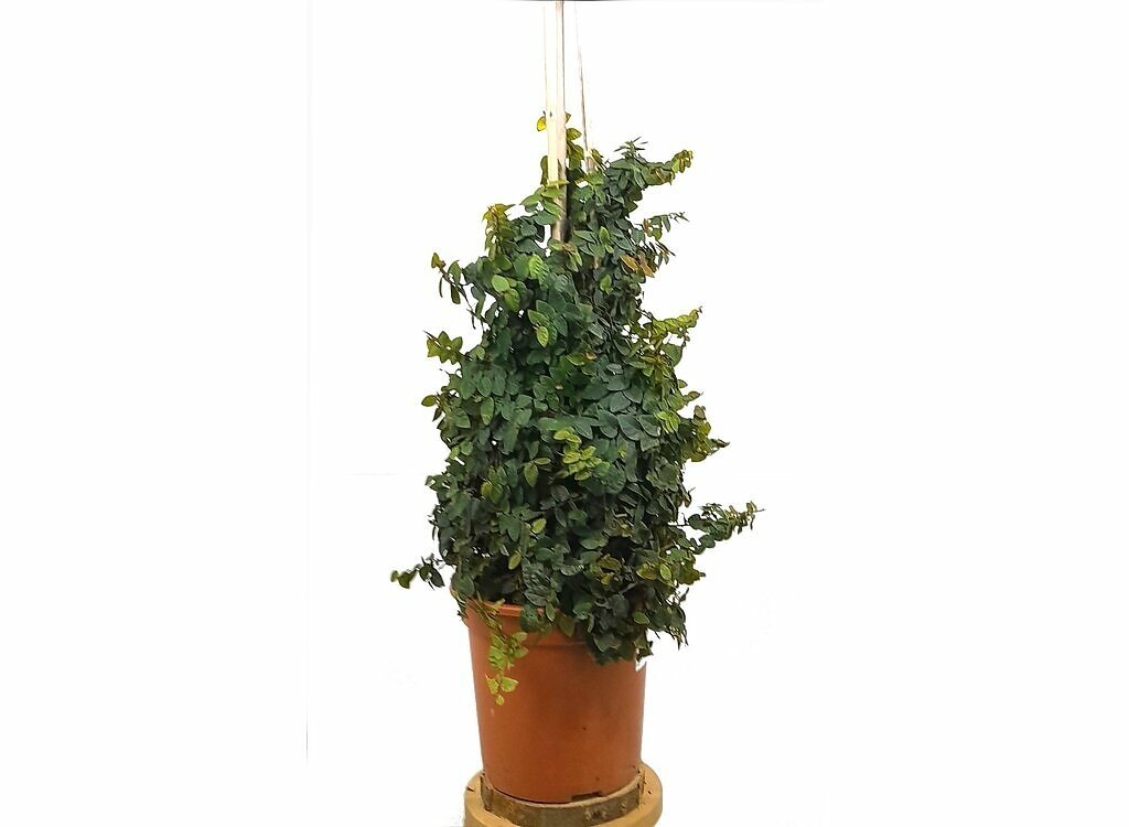 FICUS REPENS M22 (HIGUERA TREPADORA)