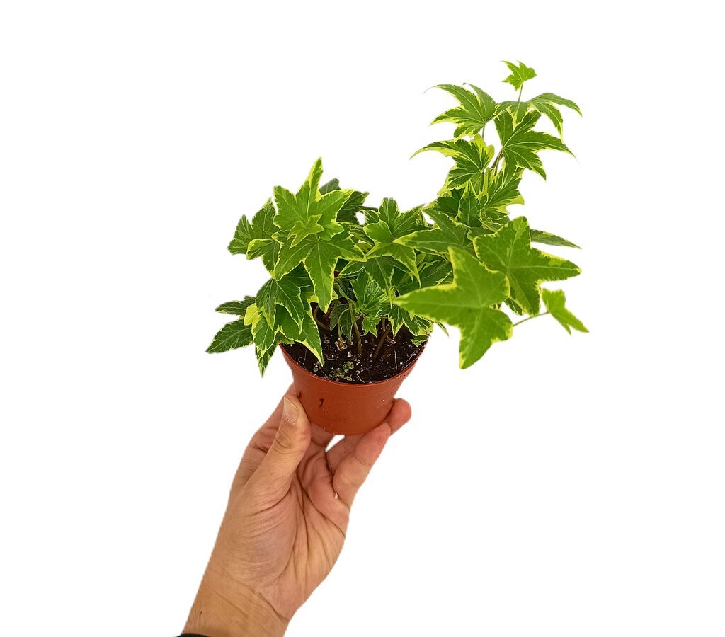 HEDERA HELIX YELLOW RIPPLE M8