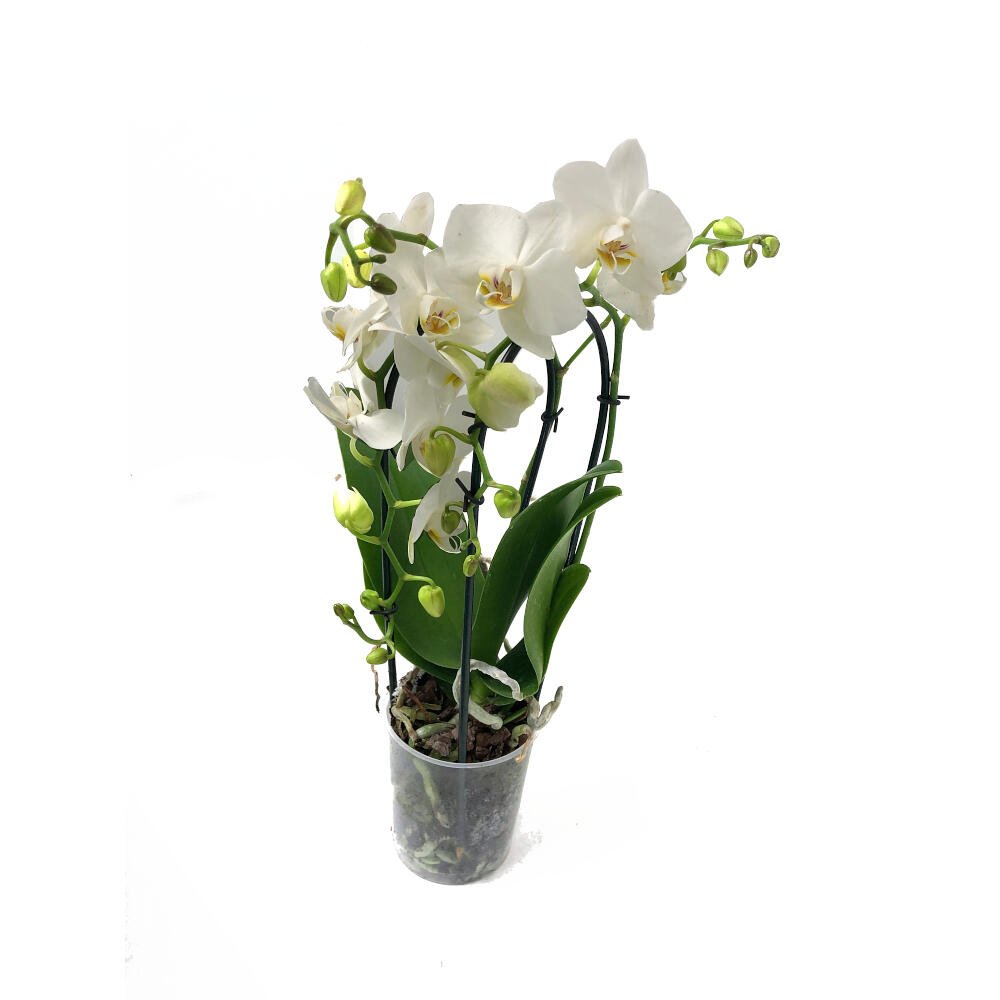 ORQUIDEA PHALAENOPSHIS OPTIFLOR CASCADA 2T M1250CM