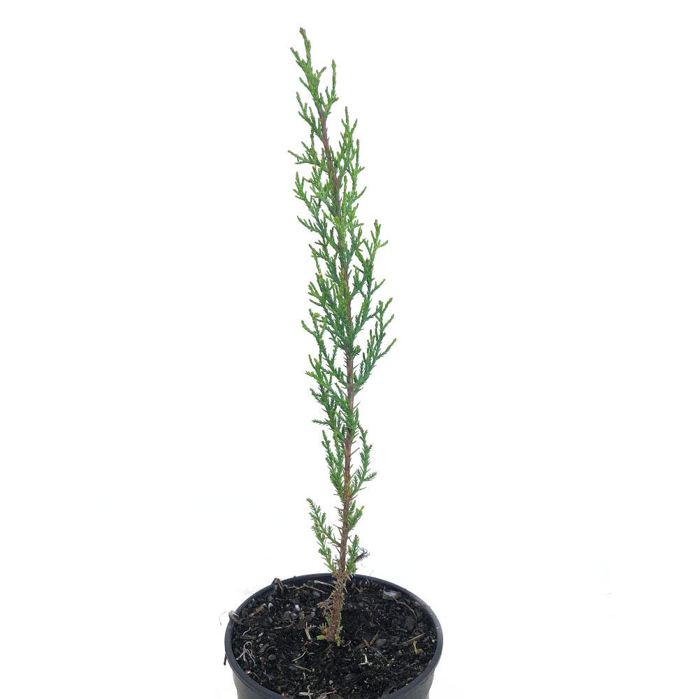 CUPRESUS SEMPERVIRENS 30-40CM M14 (CIPRES COMUN)