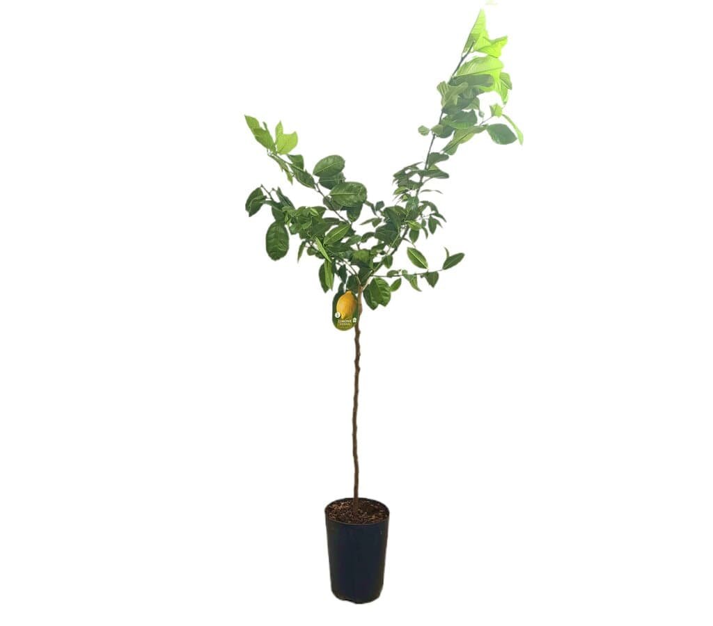 LIMON VERNA TB20 150CM