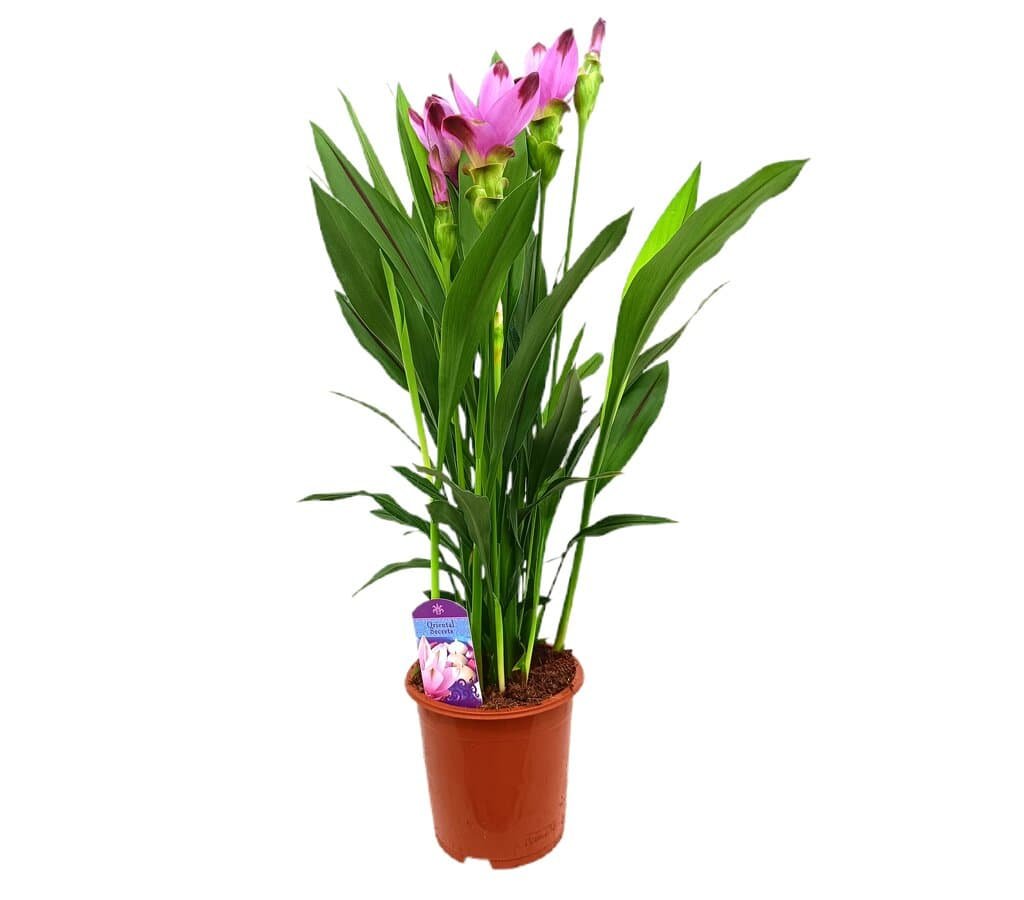 CURCUMA SIAM SPLASH M17 70CM