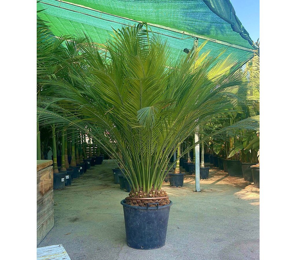 MACROZAMIA COMMUNIS M60