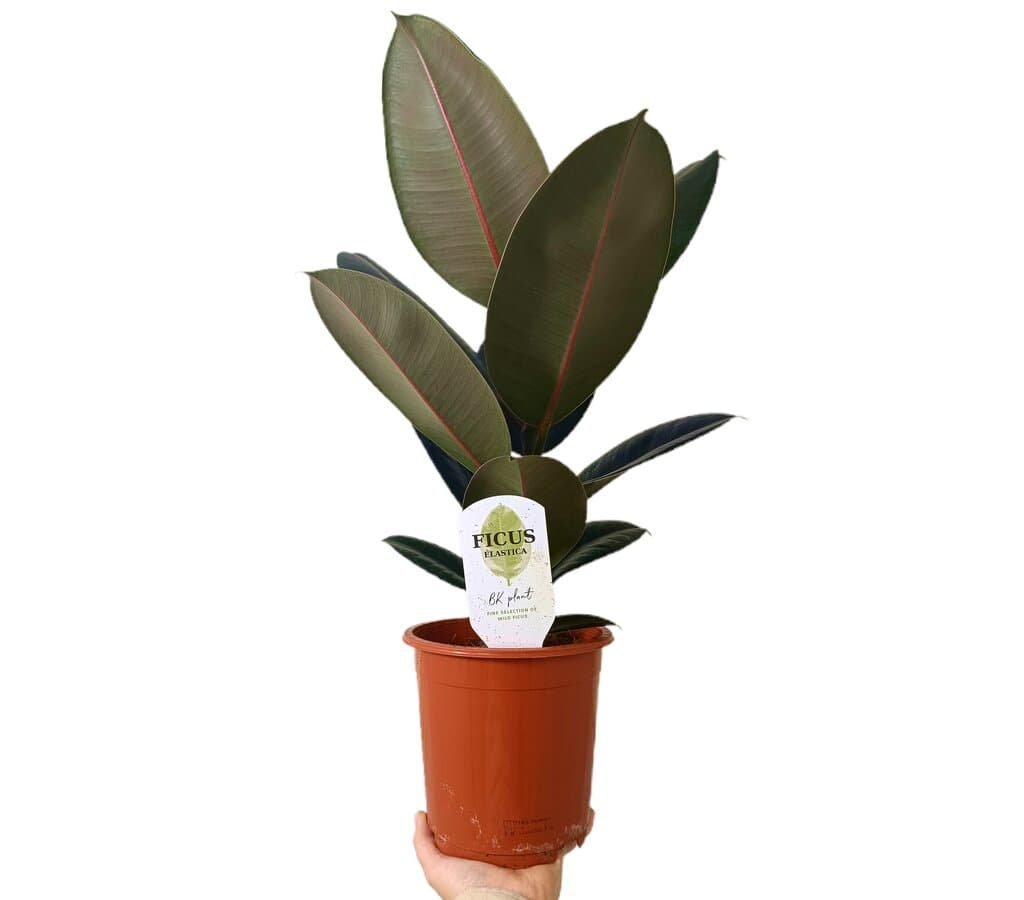 FICUS ABDIJAN M17