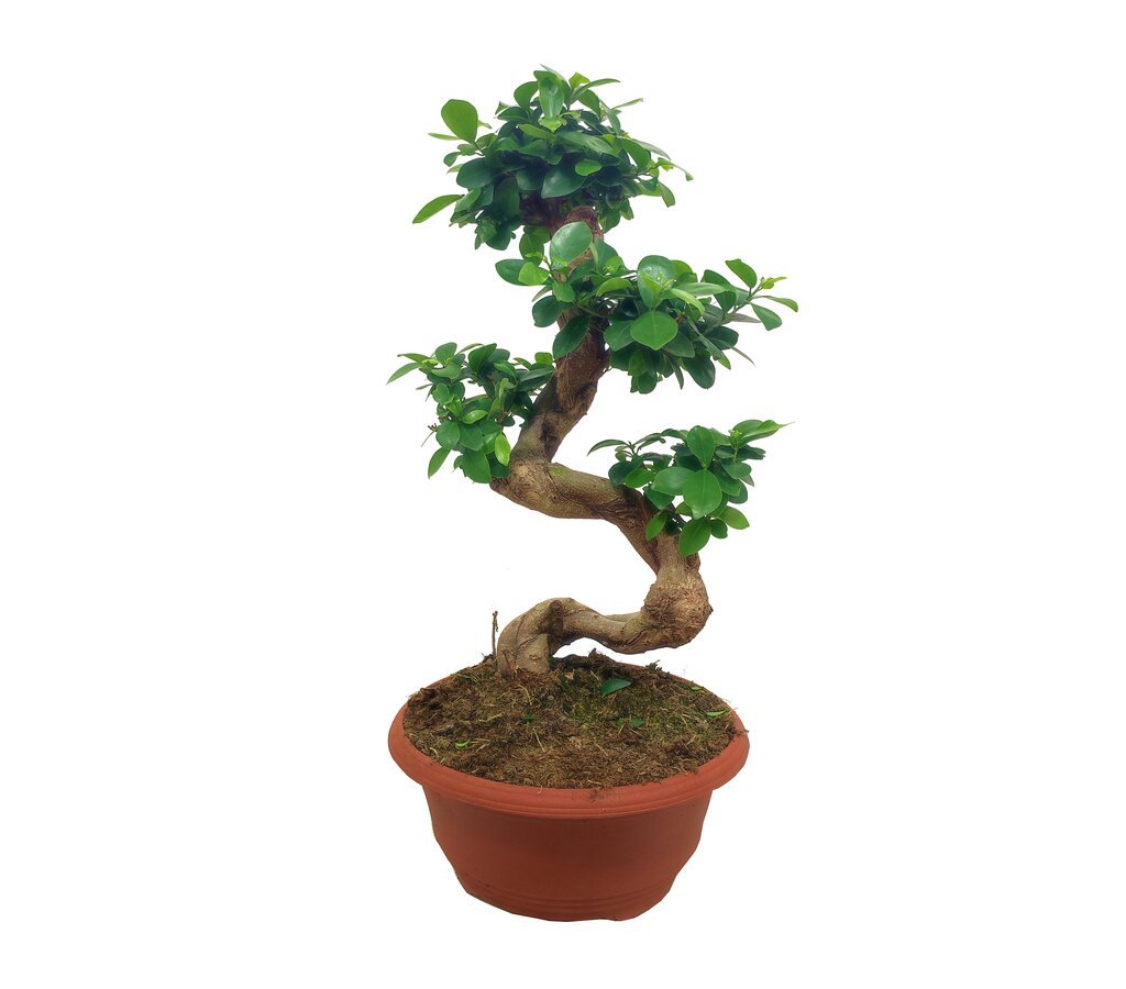 BONSAI FICUS SHAPE M25 60CM