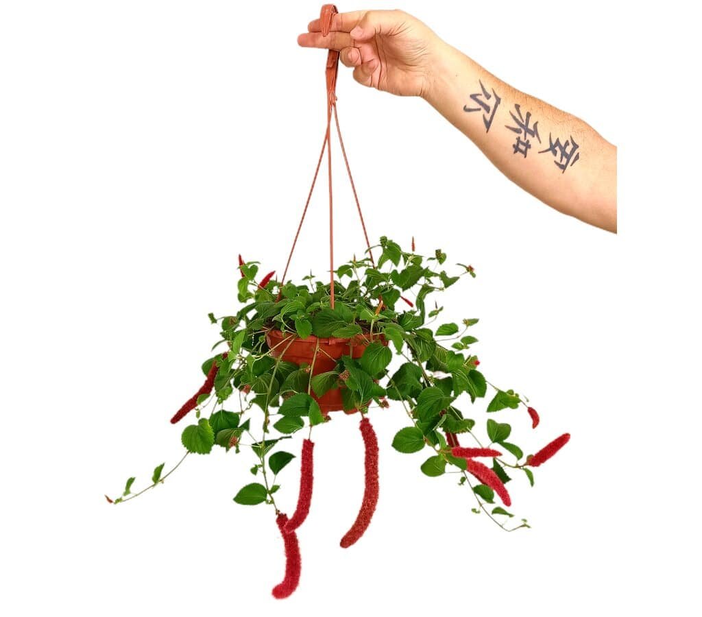 ACALYPHA HISPIDA M18 (COLA DE GATO)