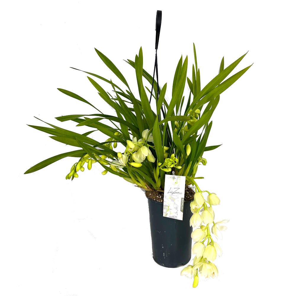 CYMBIDIUM ICE M14 40CM