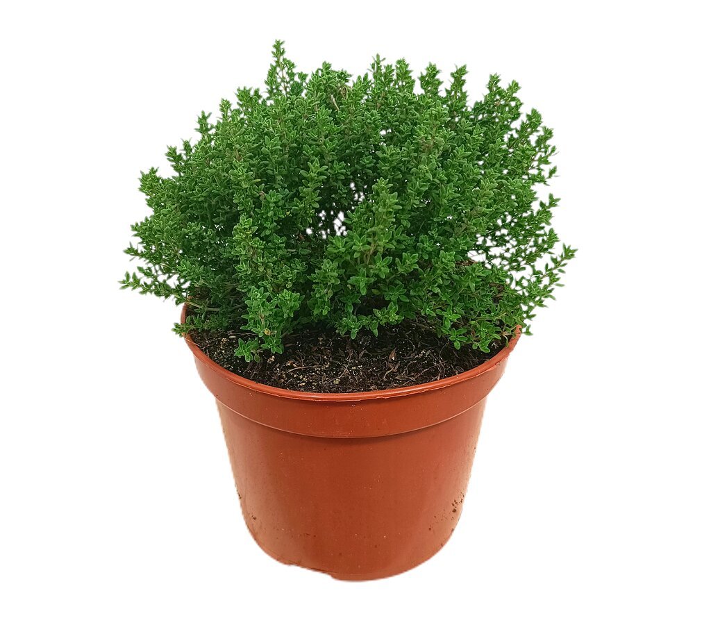 TOMILLO COMÚN M17 20CM (THYMUS VULGARIS)