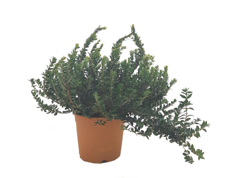MYRTUS COMMUNIS MICROPHYLLA M22 50CM (MIRTO)